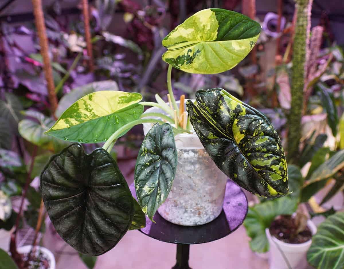 Alocasia Stems Bending? 10 Reasons Why and How to Fix It | Houseplant Alley