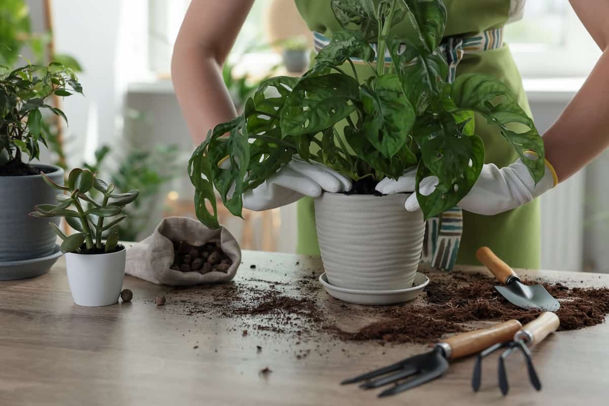When To Repot Monstera Plants? 4 Signs You Must Know! | Houseplant Alley