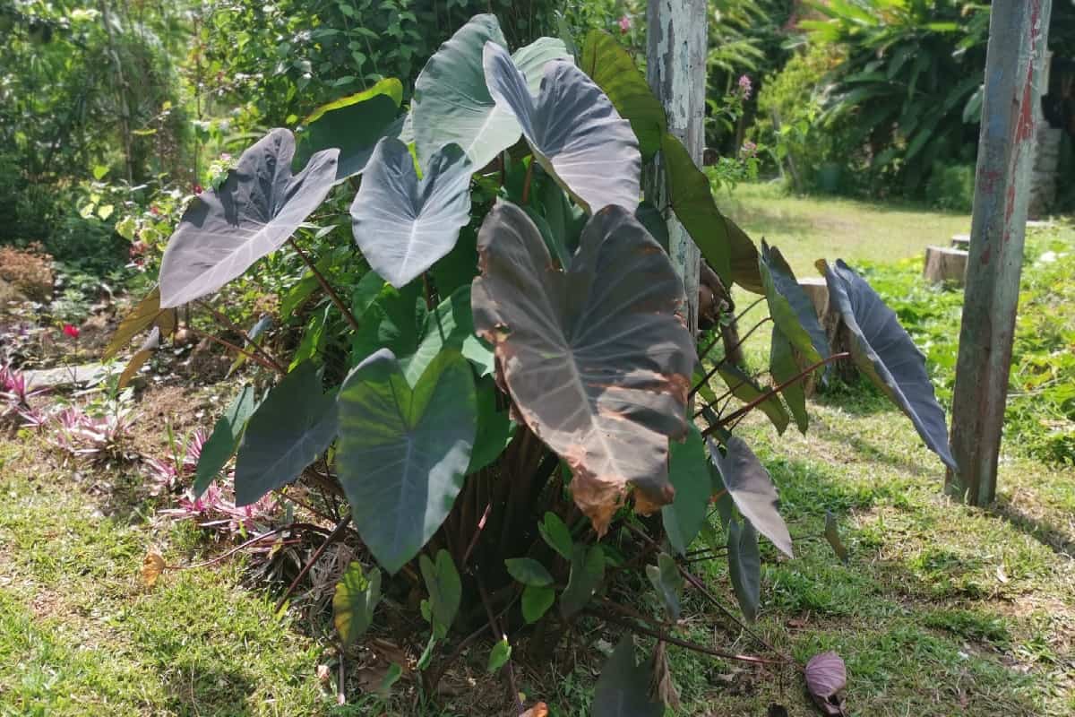 Alocasia vs Colocasia: Similarities & Differences of the Elephant Ears ...