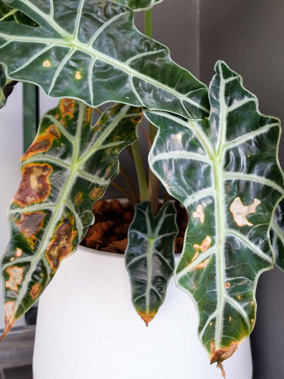 How To Fix Alocasia Root Rot | Houseplant Alley