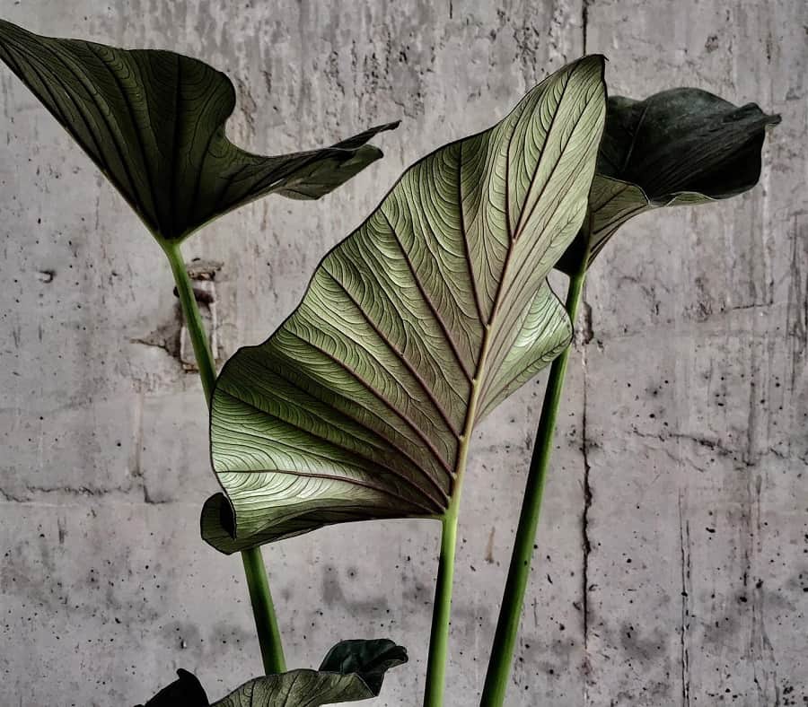 100+ Alocasia Varieties With Names and Pictures | Houseplant Alley
