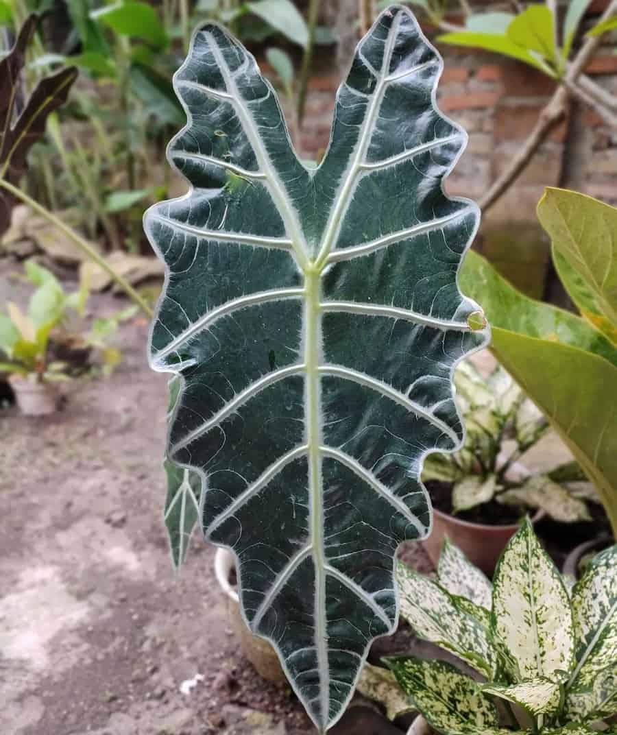 100+ Alocasia Varieties With Names and Pictures | Houseplant Alley
