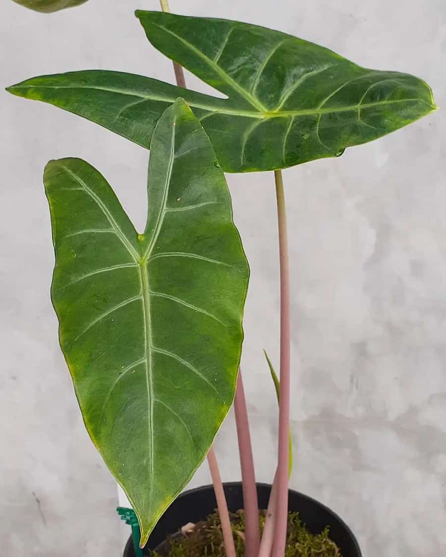 100+ Alocasia Varieties With Names and Pictures | Houseplant Alley