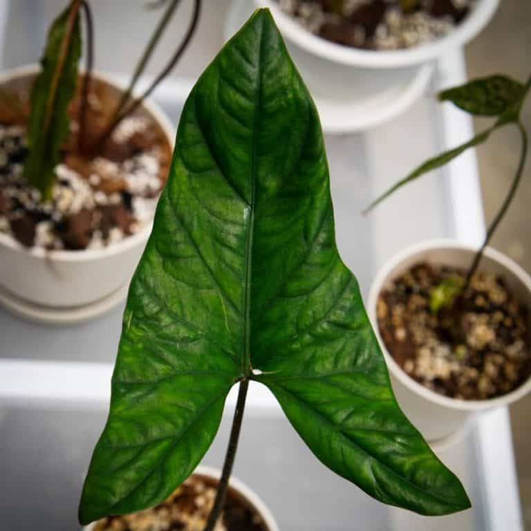 100+ Alocasia Varieties With Names and Pictures | Houseplant Alley