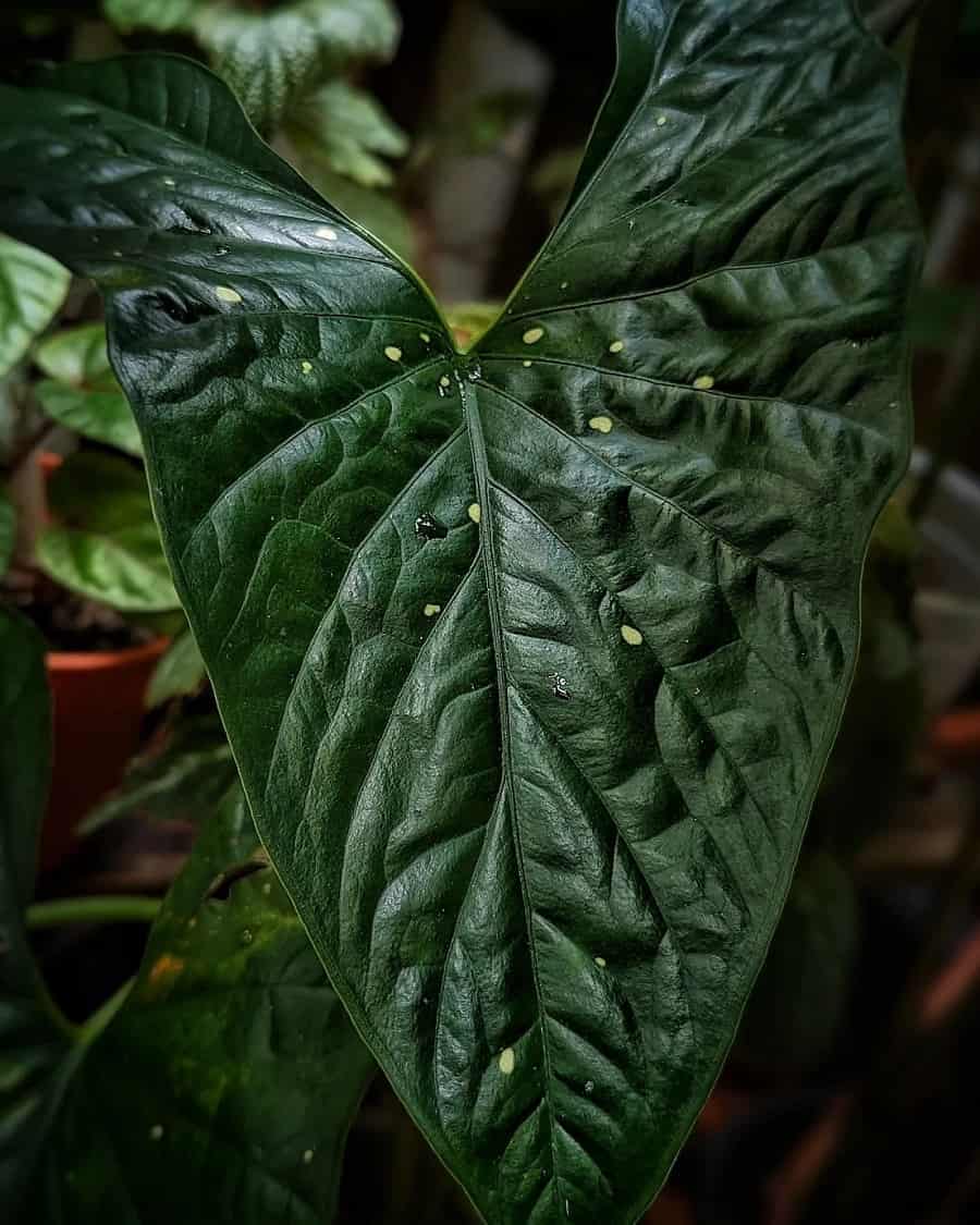 100+ Alocasia Varieties With Names and Pictures | Houseplant Alley