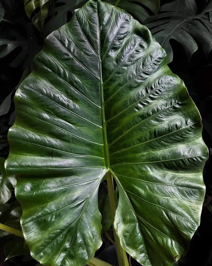 100+ Alocasia Varieties With Names and Pictures | Houseplant Alley