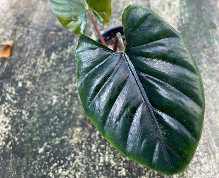 100+ Alocasia Varieties With Names and Pictures | Houseplant Alley