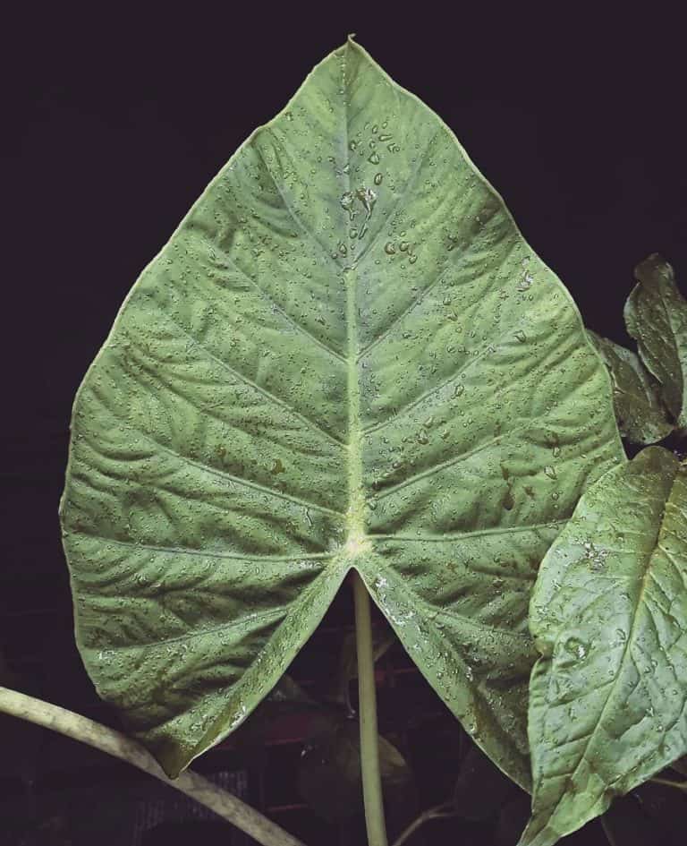 100+ Alocasia Varieties With Names and Pictures | Houseplant Alley