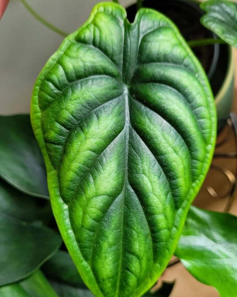 100+ Alocasia Varieties With Names and Pictures | Houseplant Alley
