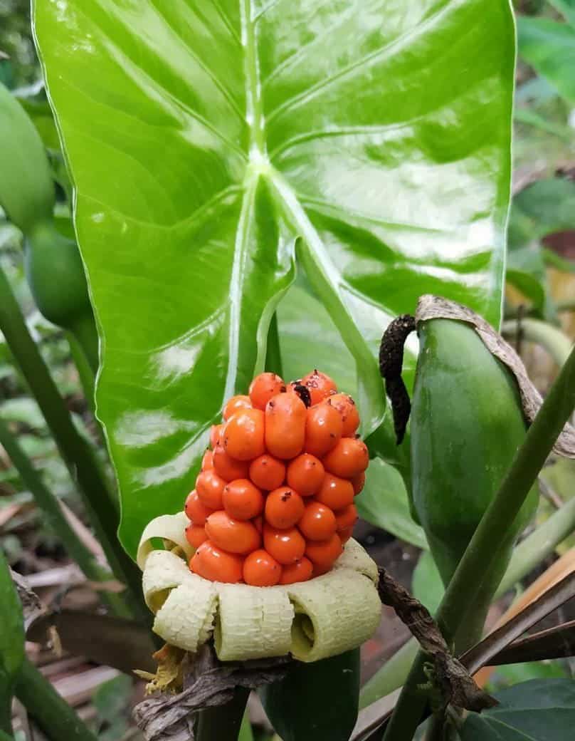 100+ Alocasia Varieties With Names and Pictures | Houseplant Alley