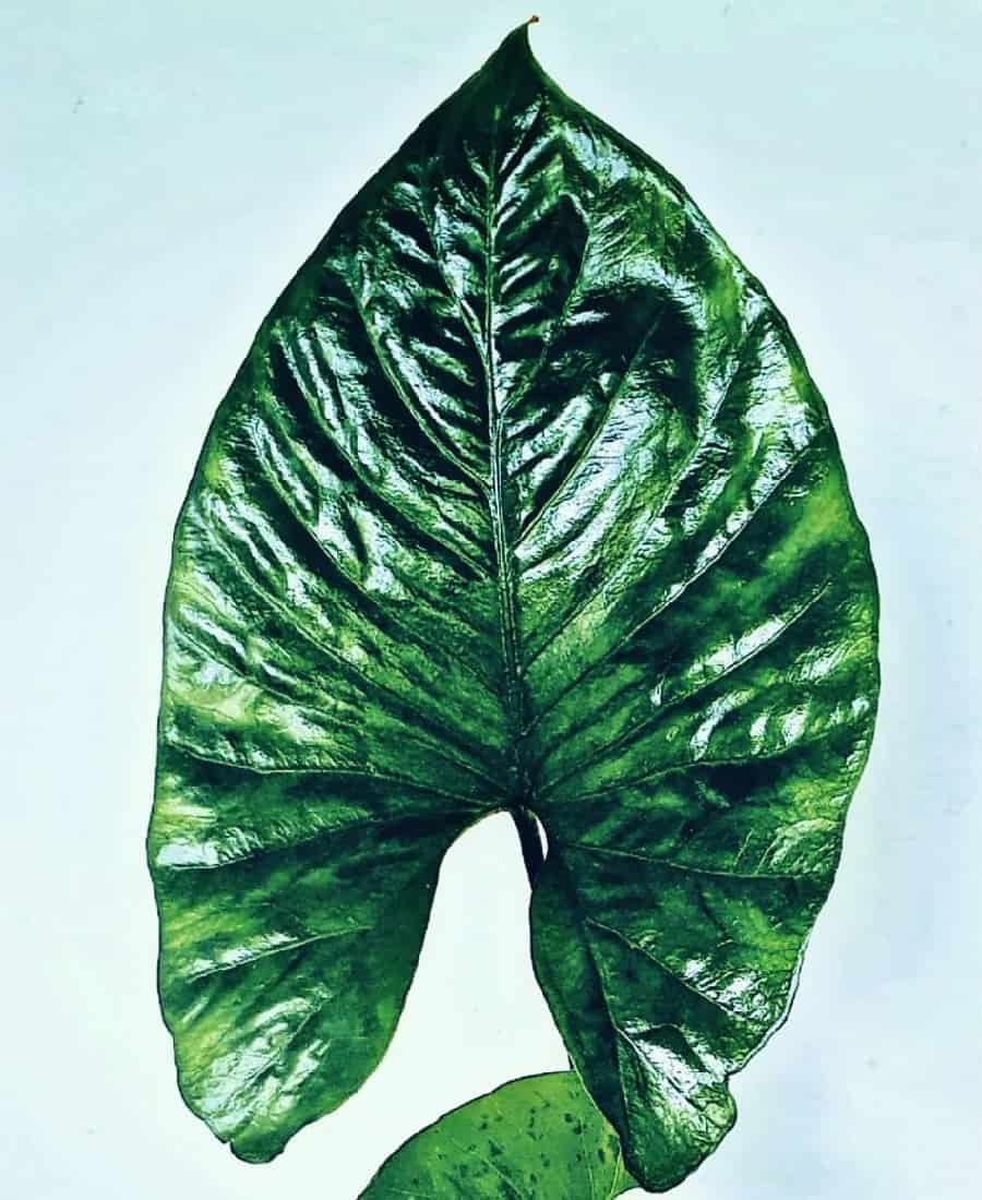 100+ Alocasia Varieties With Names and Pictures | Houseplant Alley