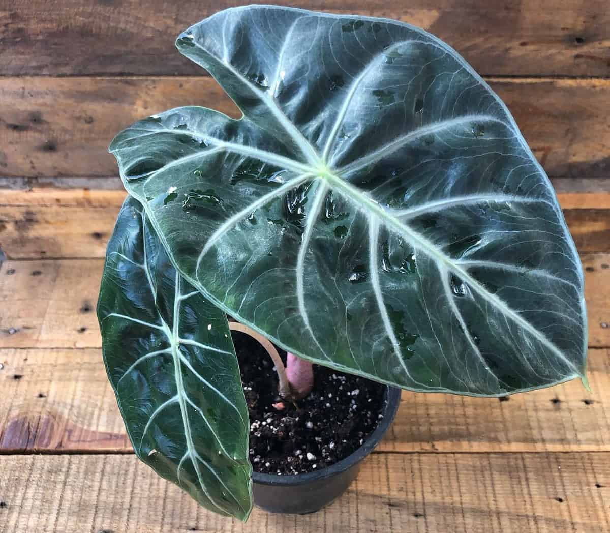 Alocasia Pink Dragon Leaves Turning Yellow: 13 Causes and Solutions ...