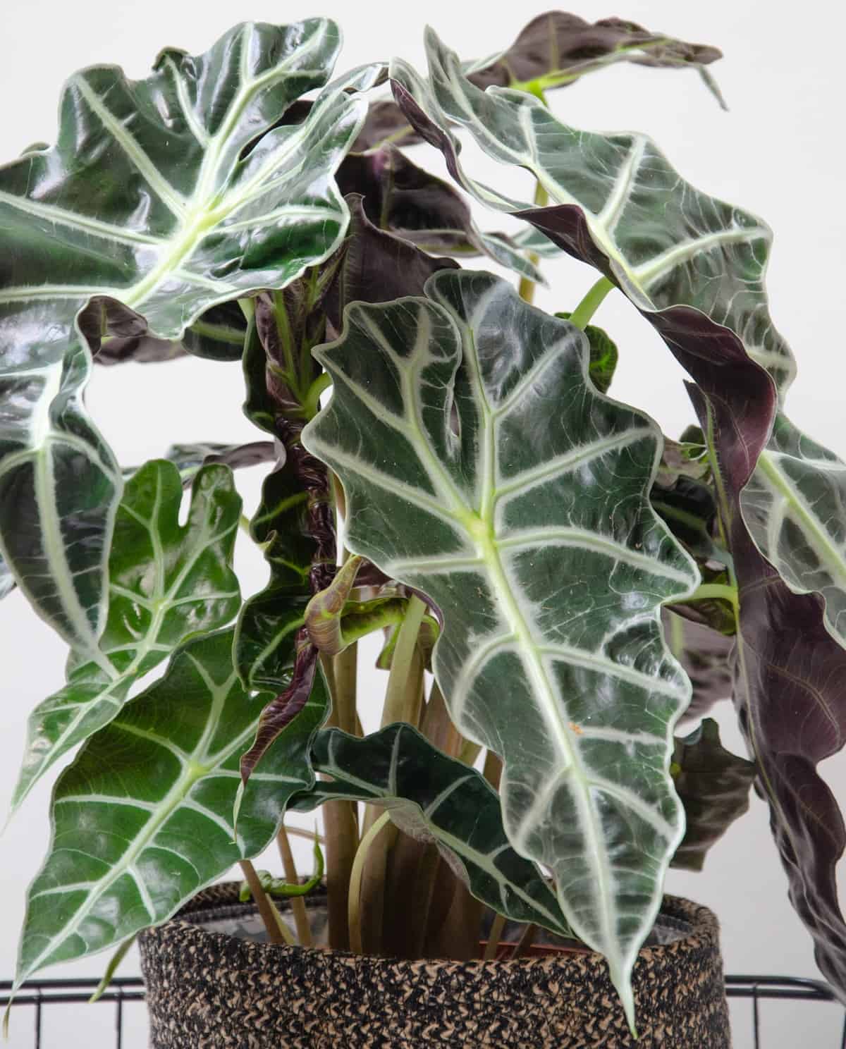 Alocasia Polly Leaves Turning Yellow: 13 Causes and Solutions ...