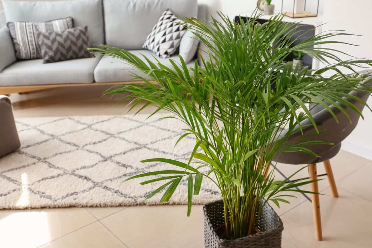 7 Areca Palm Brown Tips Causes and Solutions | Houseplant Alley