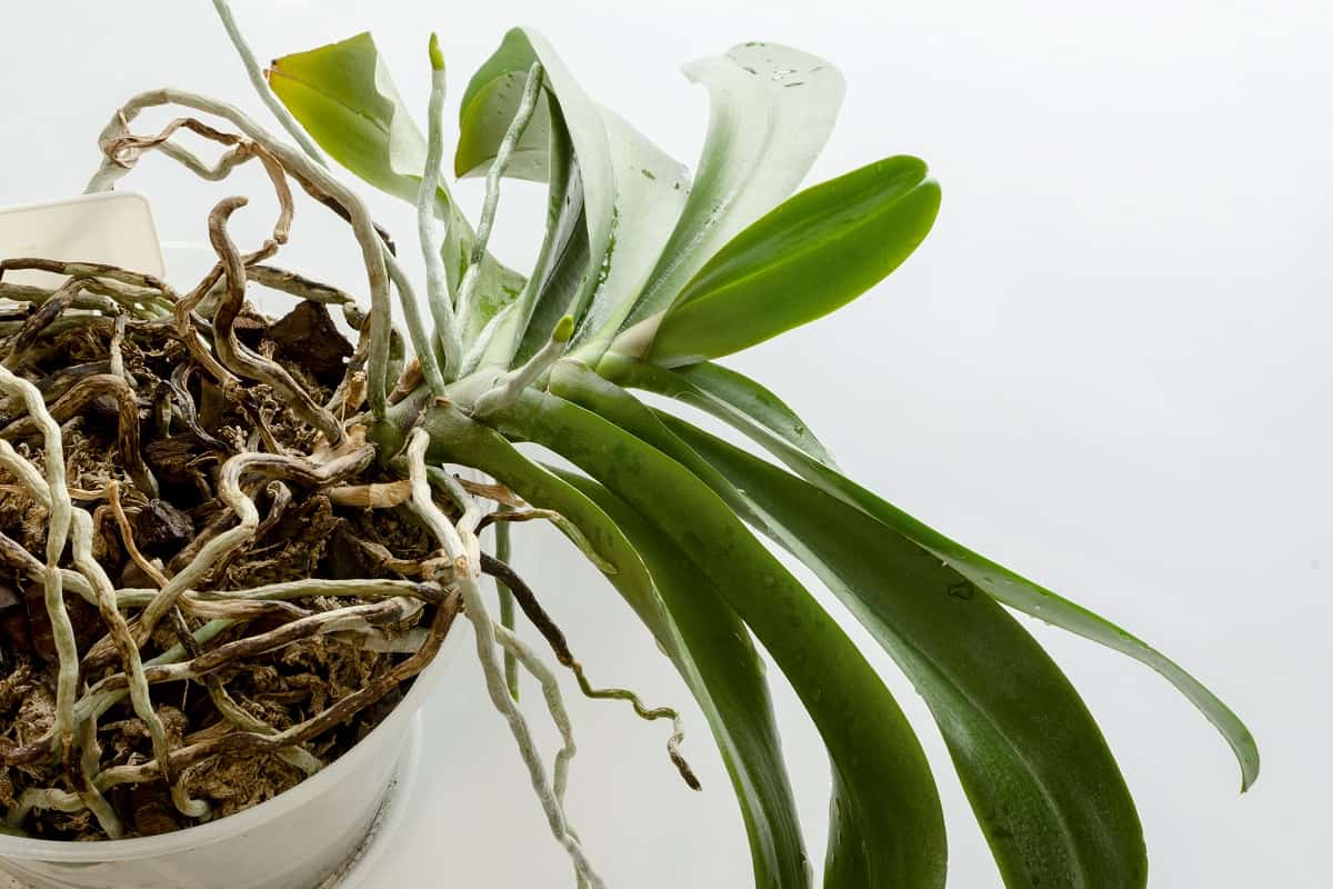 How To Repot Orchids With Air Roots | Houseplant Alley
