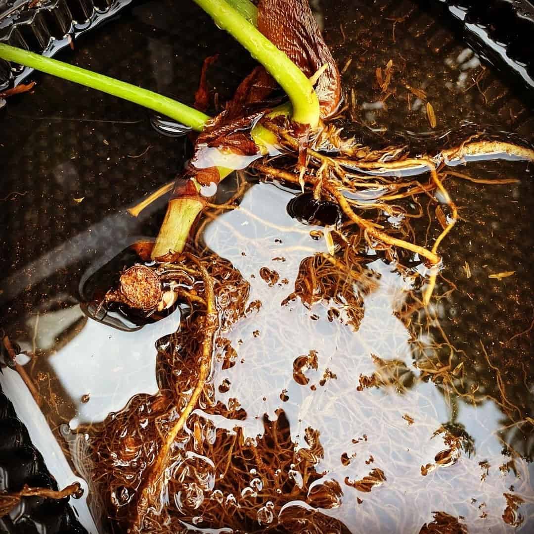 Philodendron Root Rot (Signs, Causes & Solutions) | Houseplant Alley