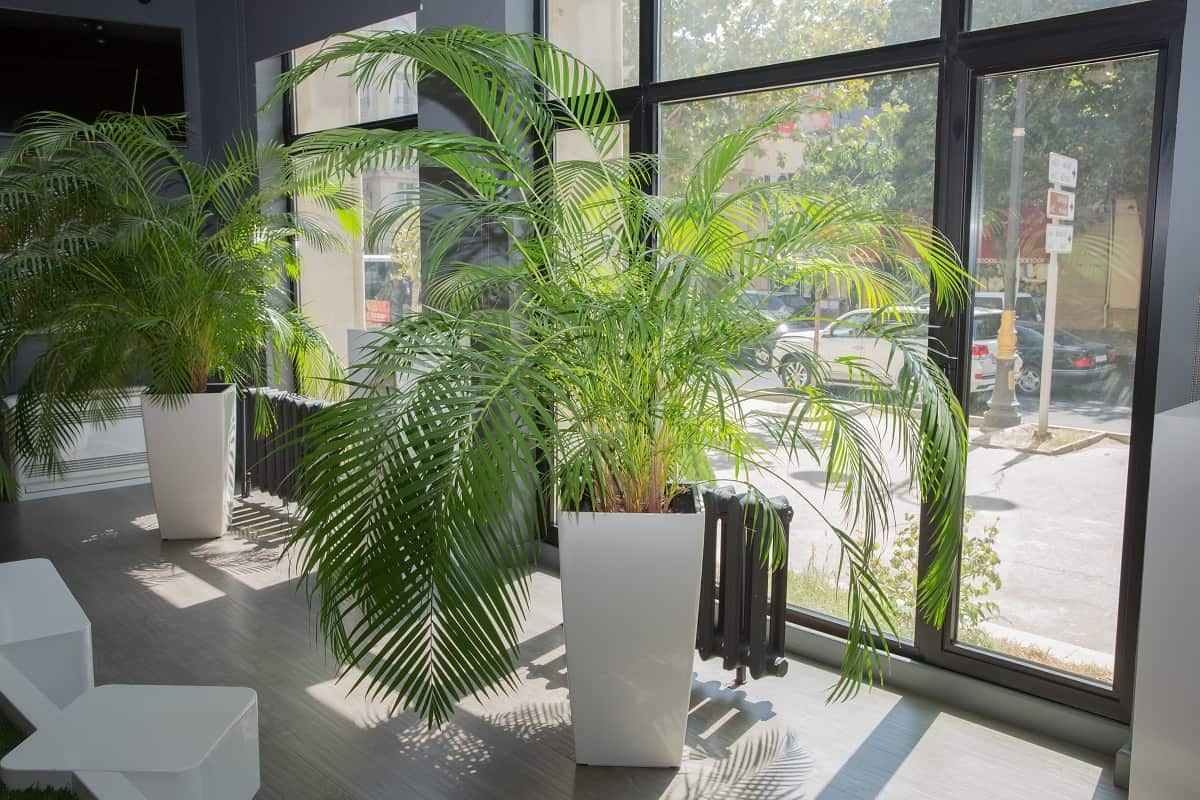 How To Trim Areca Palm | Houseplant Alley