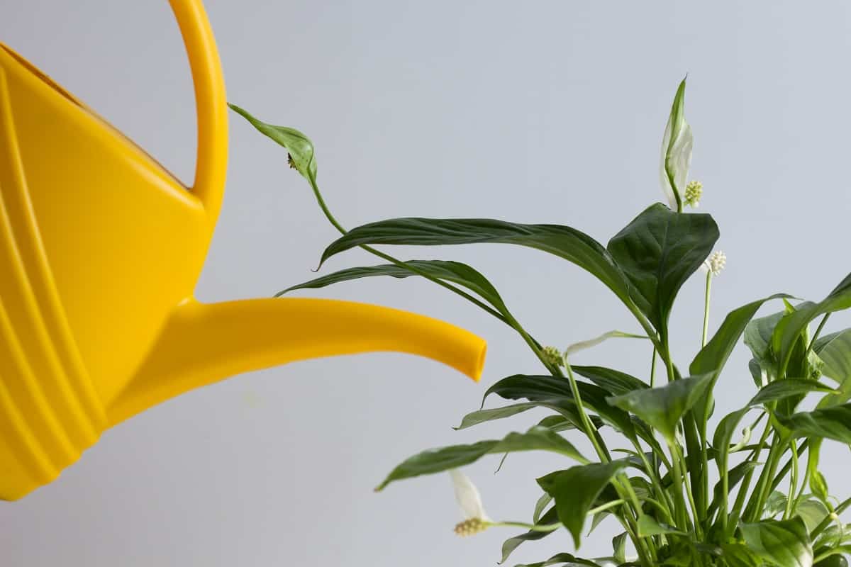 Do Peace Lilies Like Humidity? | Houseplant Alley