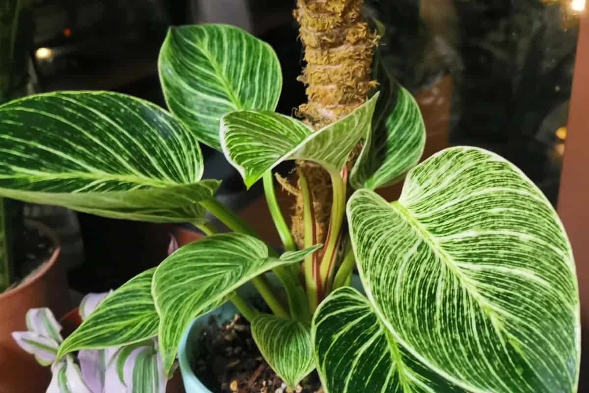 Philodendron Birkin Moss Pole Tips [Step-By-Step Guide] | Houseplant Alley