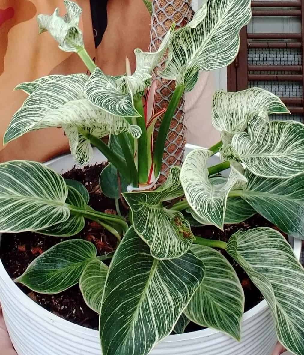 Philodendron Birkin Moss Pole Tips [Step-By-Step Guide] | Houseplant Alley