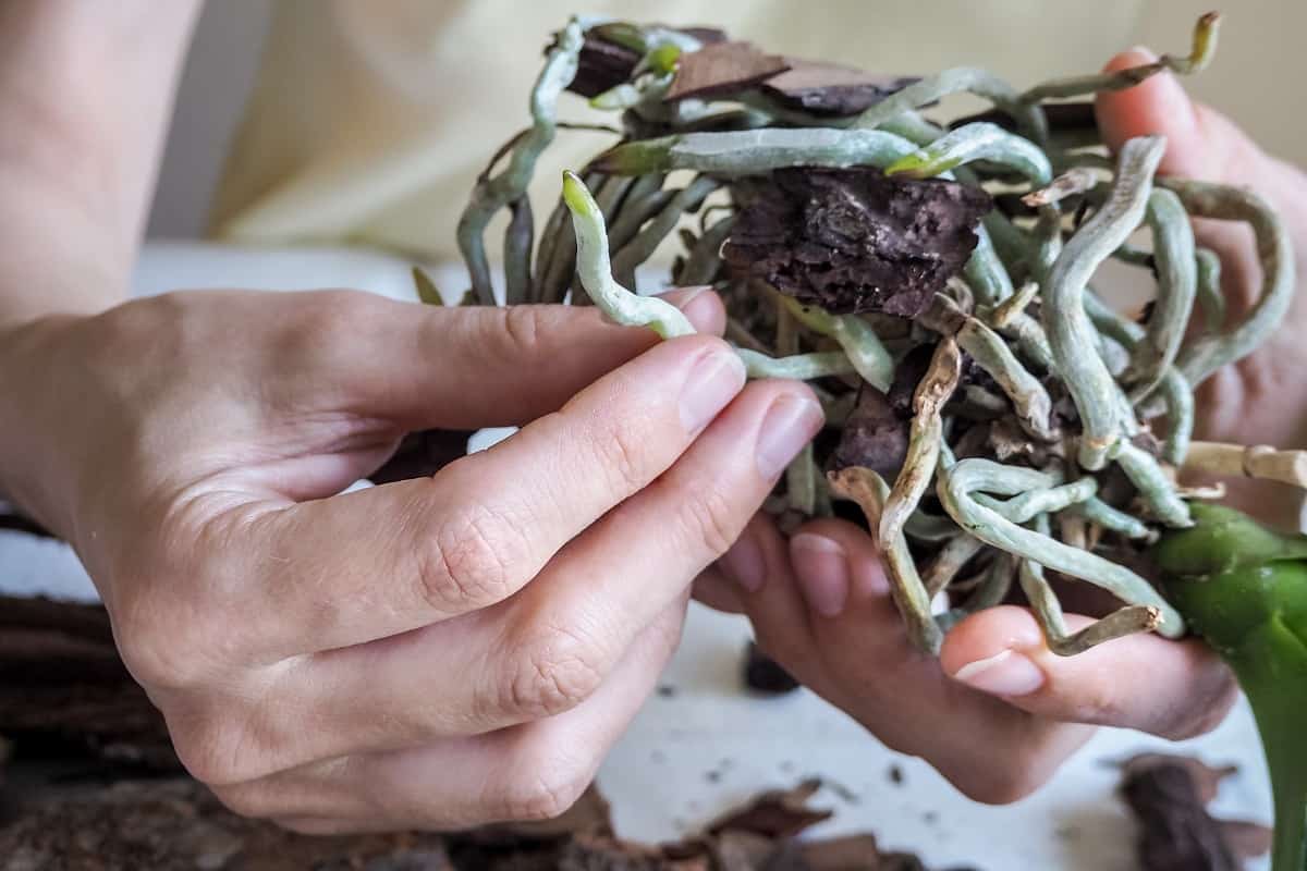How To Repot Orchids With Air Roots | Houseplant Alley