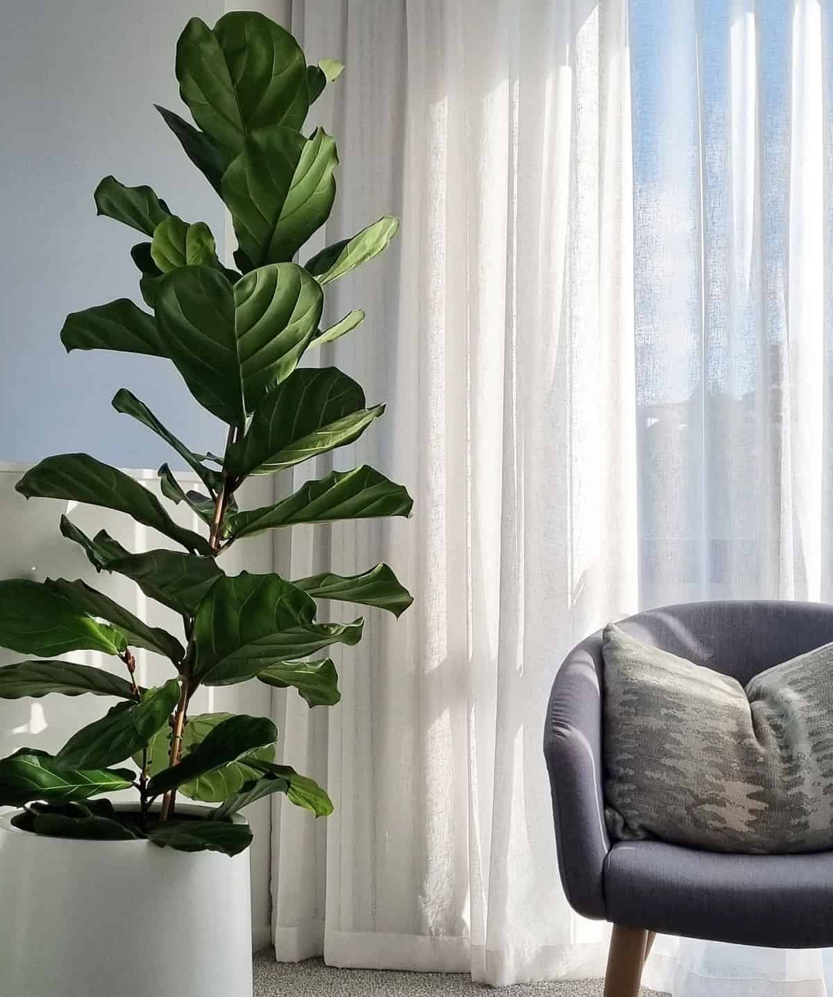 Leaning Fiddle Leaf Fig (8 Causes & Solutions) | Houseplant Alley