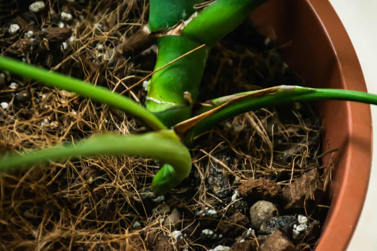 How To Propagate Monstera In 3 Ways | Houseplant Alley