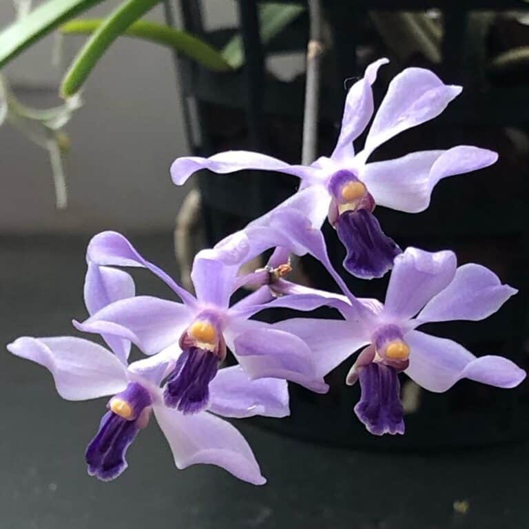 15 Popular Types Of Vanda Orchids [With Names & Pictures] | Houseplant ...