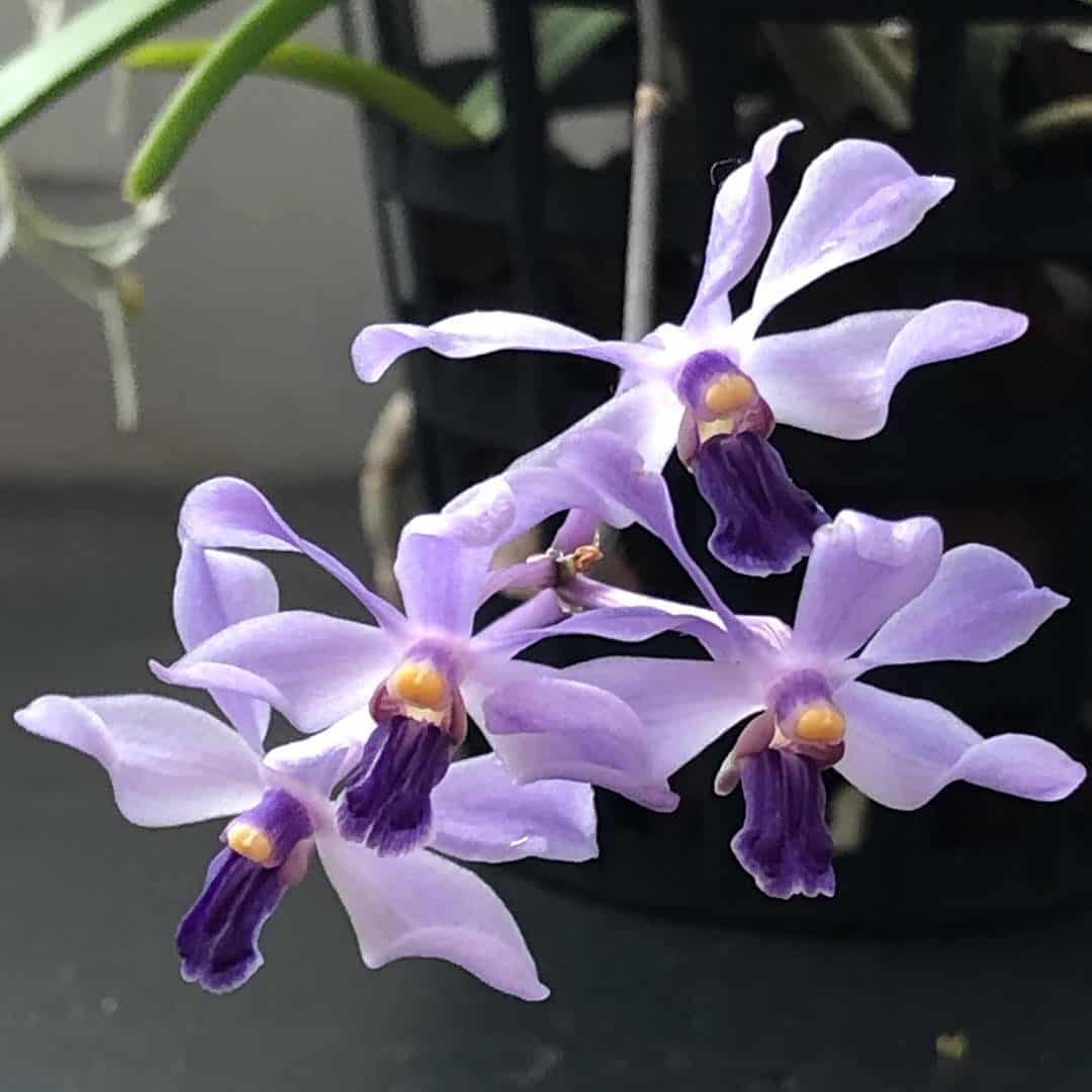 15 Popular Types Of Vanda Orchids [With Names & Pictures] | Houseplant ...