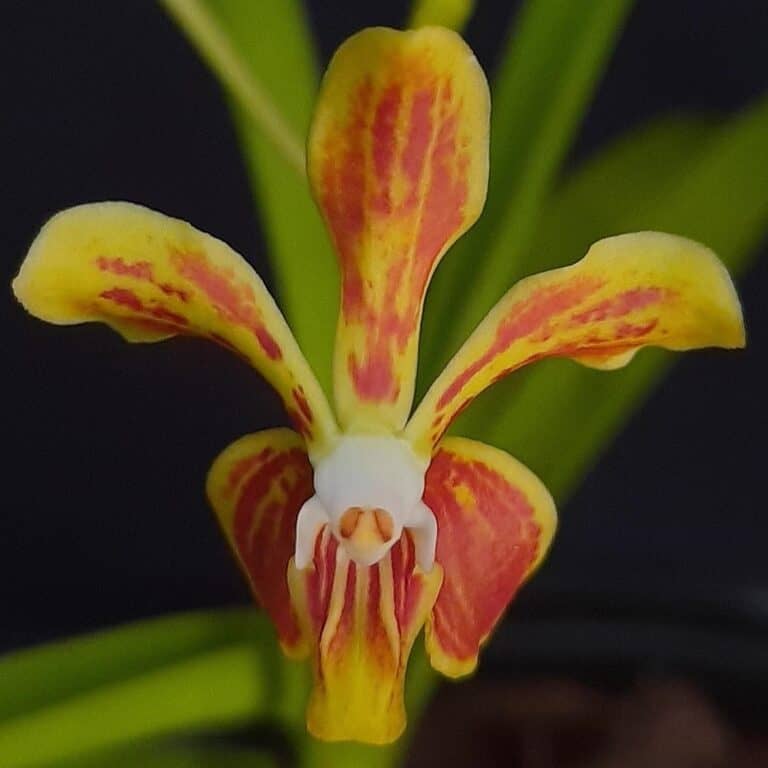 15 Popular Types Of Vanda Orchids [With Names & Pictures] | Houseplant ...