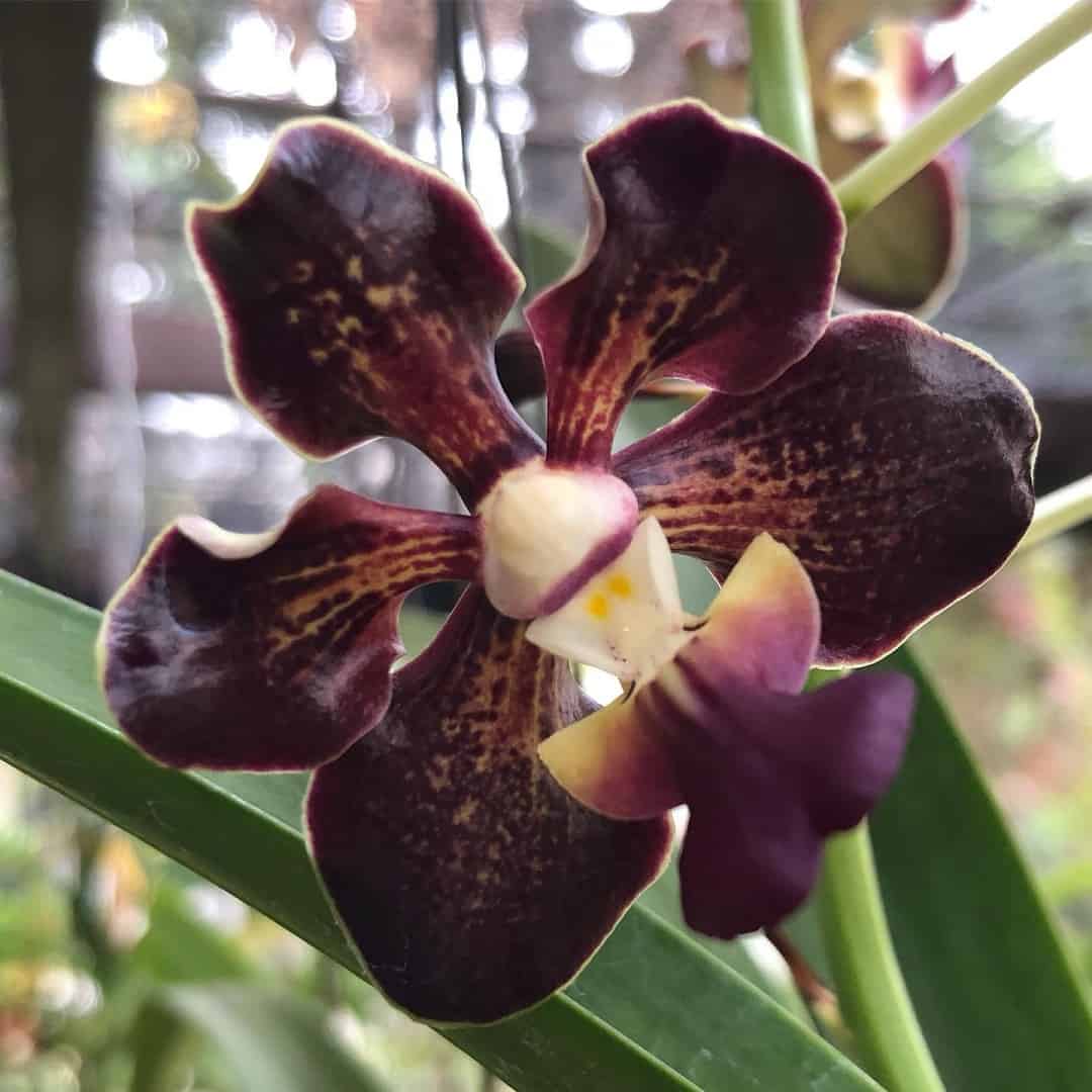 15 Popular Types Of Vanda Orchids [With Names & Pictures] | Houseplant ...
