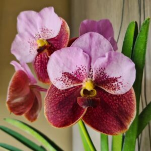 15 Popular Types Of Vanda Orchids [With Names & Pictures] | Houseplant ...