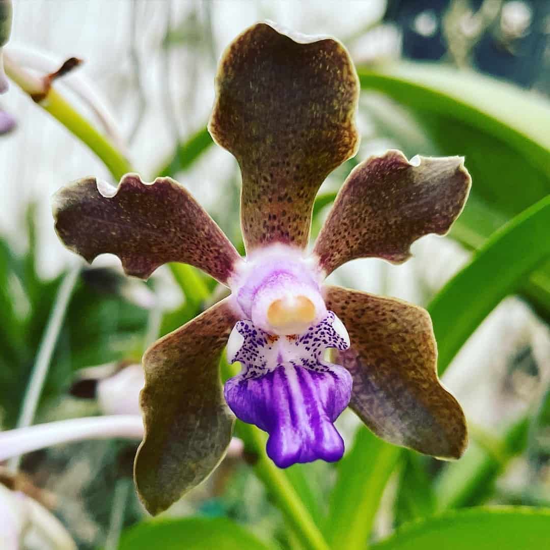 15 Popular Types Of Vanda Orchids [With Names & Pictures] | Houseplant ...