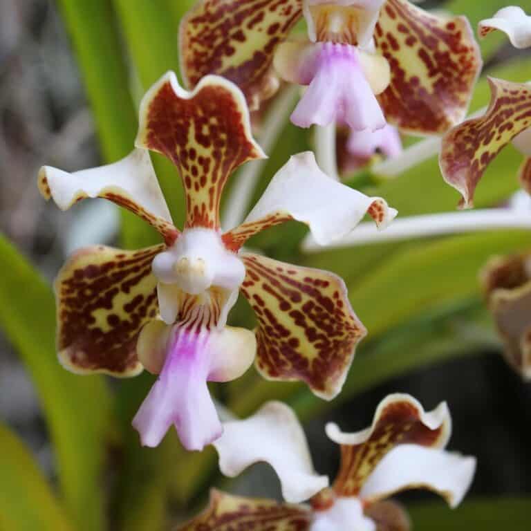 15 Popular Types Of Vanda Orchids [With Names & Pictures] | Houseplant ...