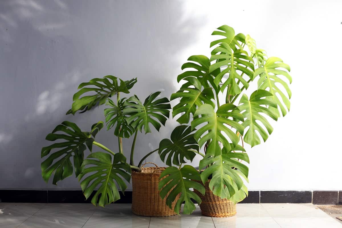 How Fast Do Monstera Grow? | Houseplant Alley