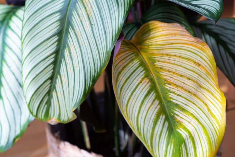 How To Fix Calathea Yellow Leaves | Houseplant Alley
