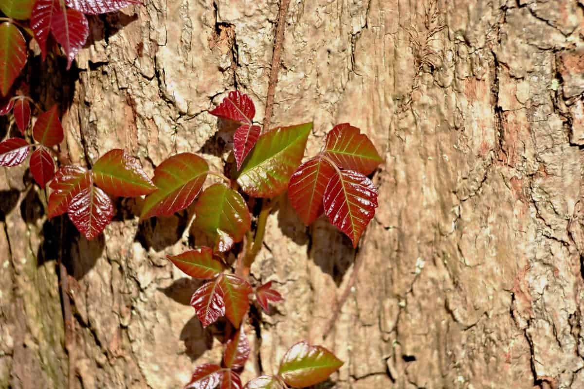 Poison Ivy Vs English Ivy: Comparisons | Houseplant Alley