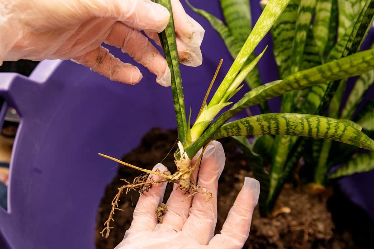 How To Separate Snake Plant: Step-By-Step Guide | Houseplant Alley