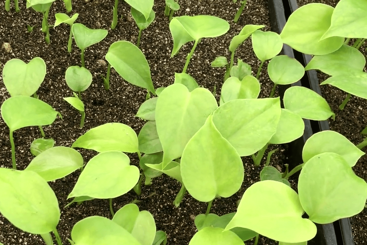 How To Grow Monstera From Seed | Houseplant Alley