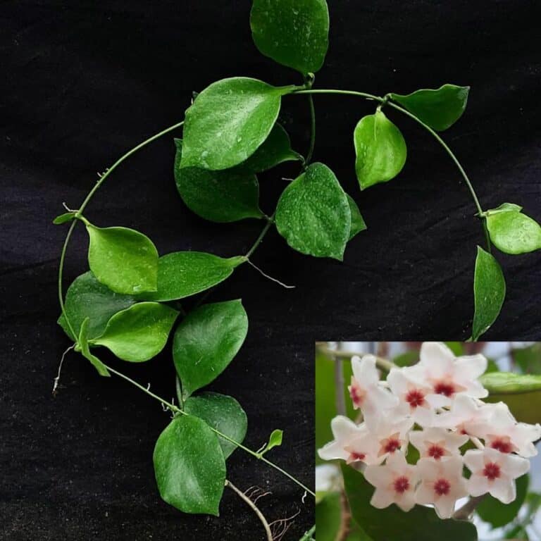 300 Hoya Species With Names and Pictures | Houseplant Alley