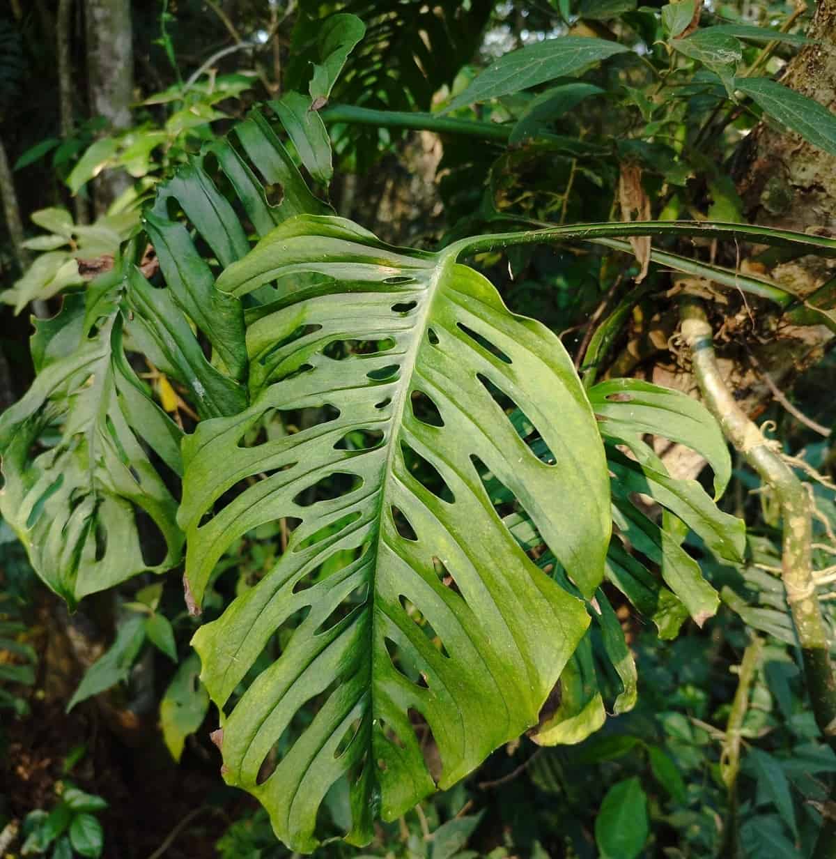 50 Different Types Of Monstera (With Pictures) | Houseplant Alley
