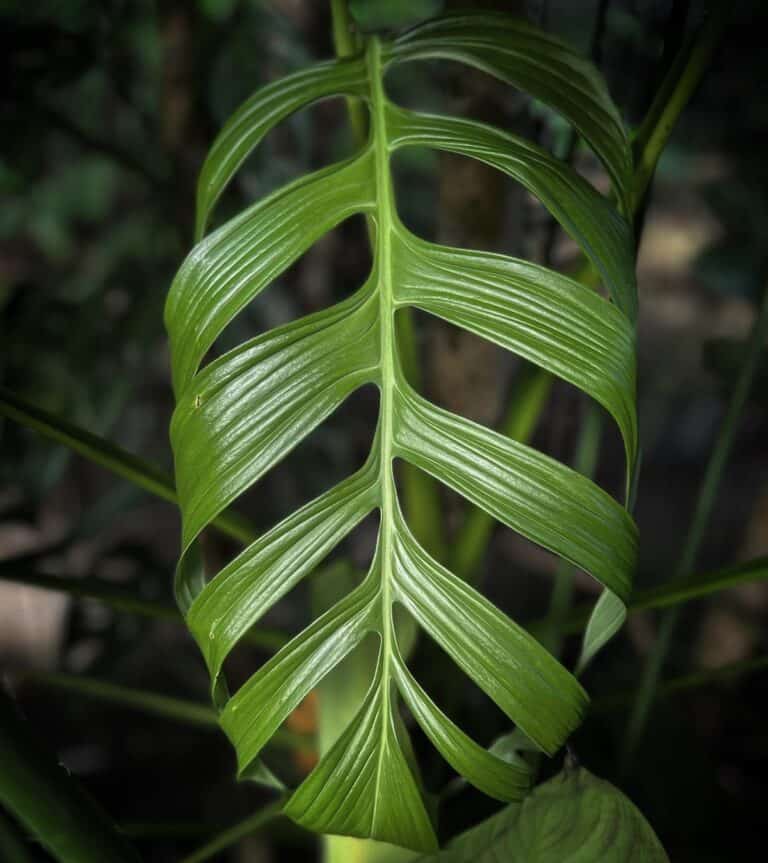50 Different Types Of Monstera (With Pictures) | Houseplant Alley