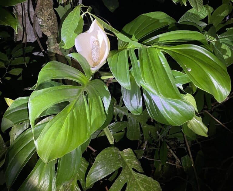 50 Different Types Of Monstera (With Pictures) | Houseplant Alley