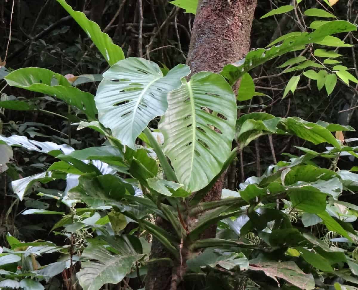 50 Different Types Of Monstera (With Pictures) | Houseplant Alley