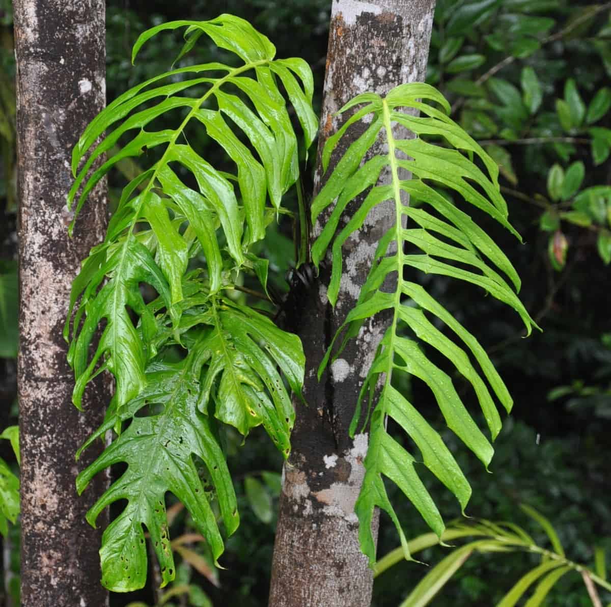 50 Different Types Of Monstera (With Pictures) | Houseplant Alley