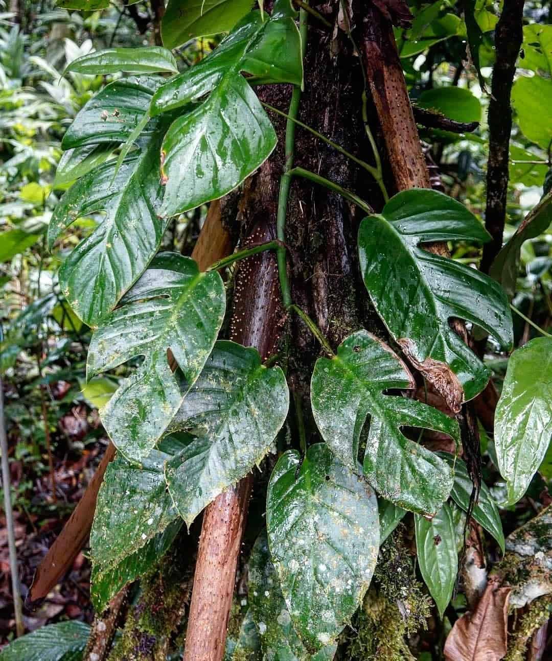 50 Different Types Of Monstera (With Pictures) | Houseplant Alley