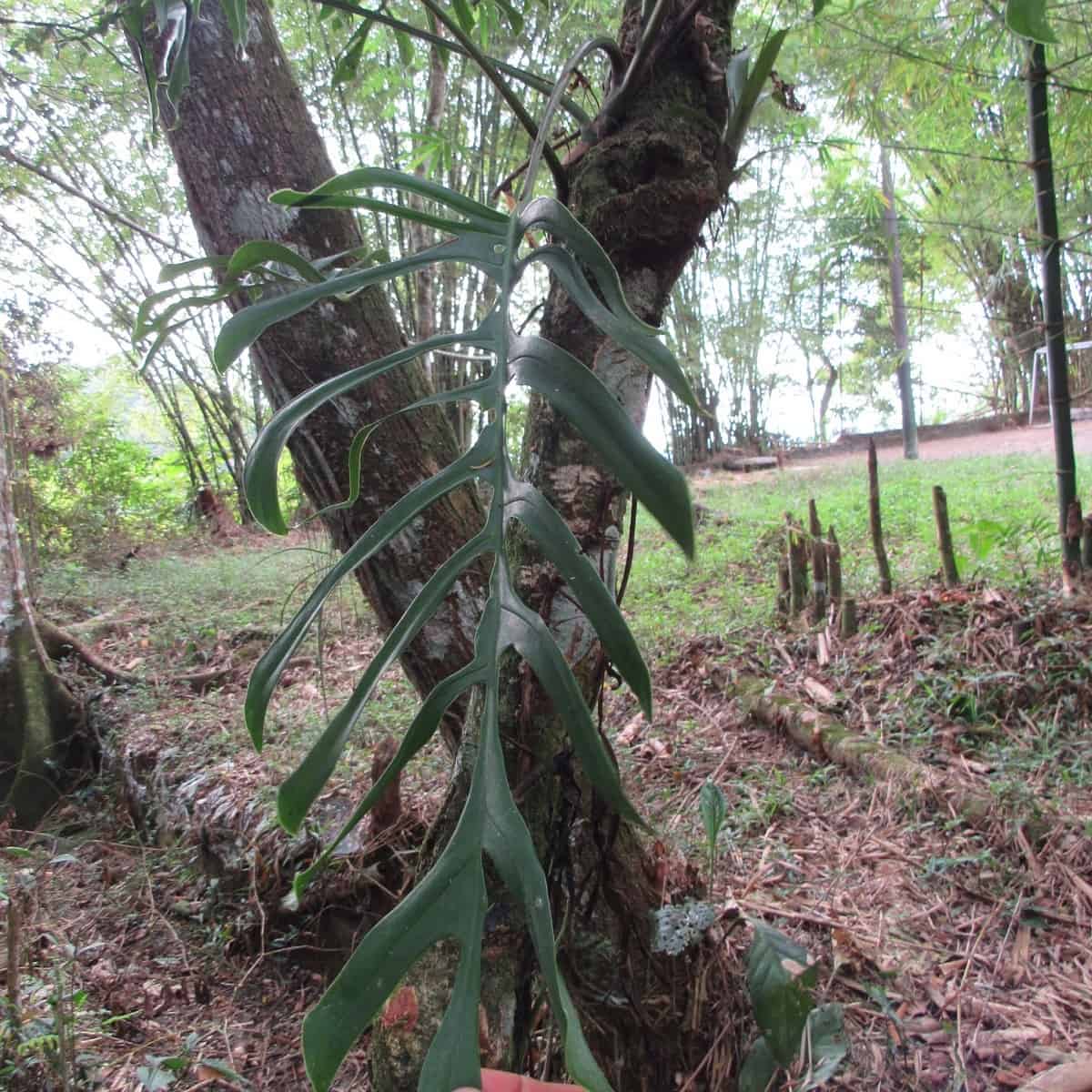 50 Different Types Of Monstera (With Pictures) | Houseplant Alley