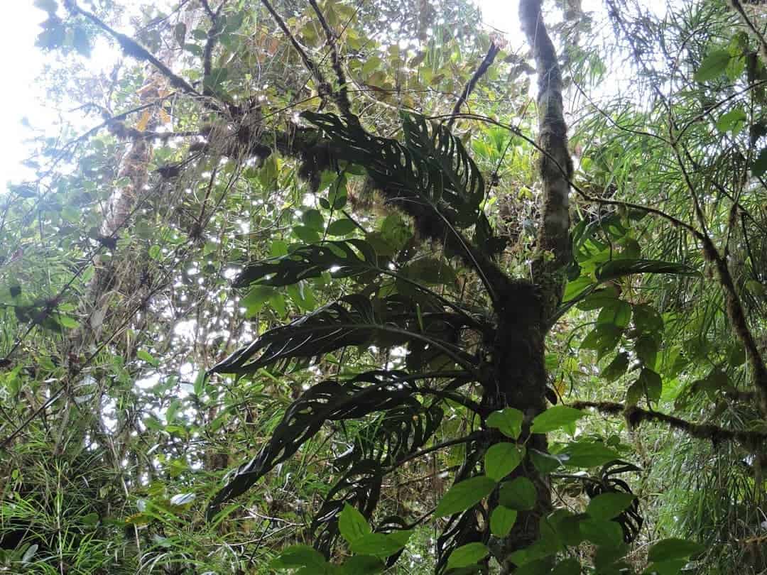 50 Different Types Of Monstera (With Pictures) | Houseplant Alley