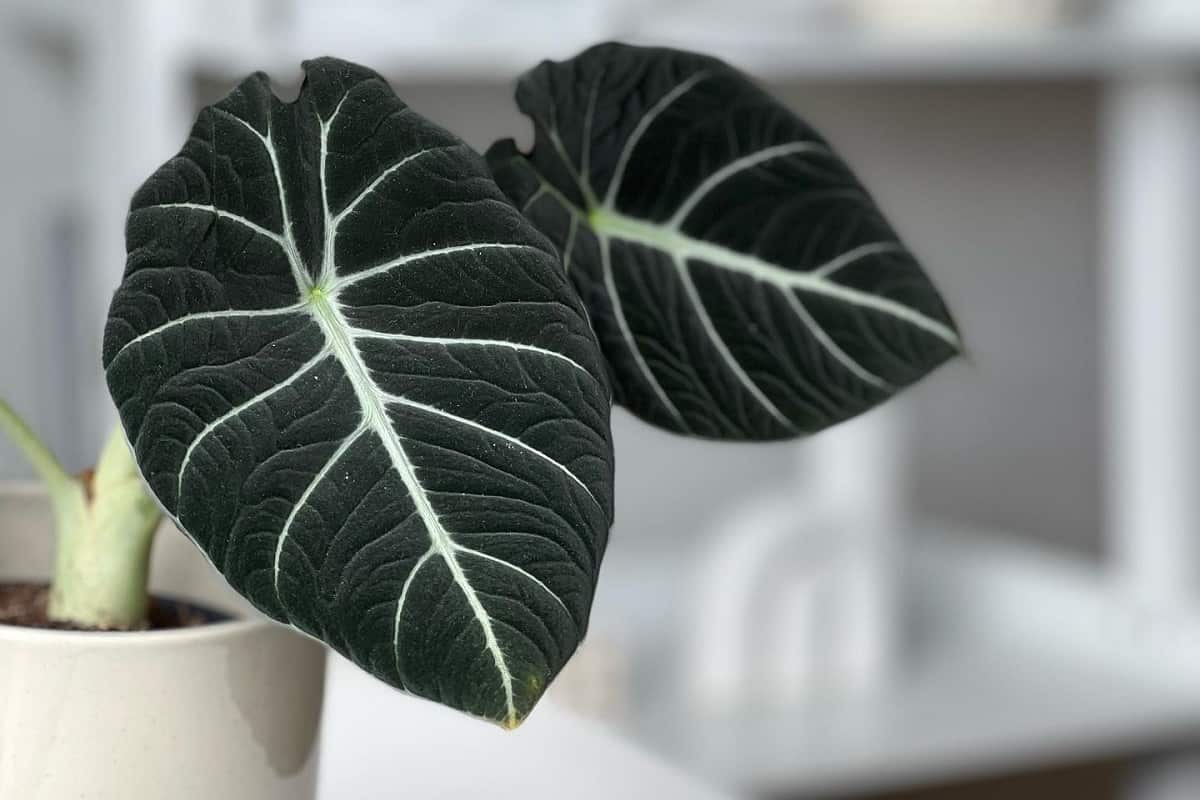 Alocasia Black Velvet Propagation (Step-By-Step Guide) | Houseplant Alley