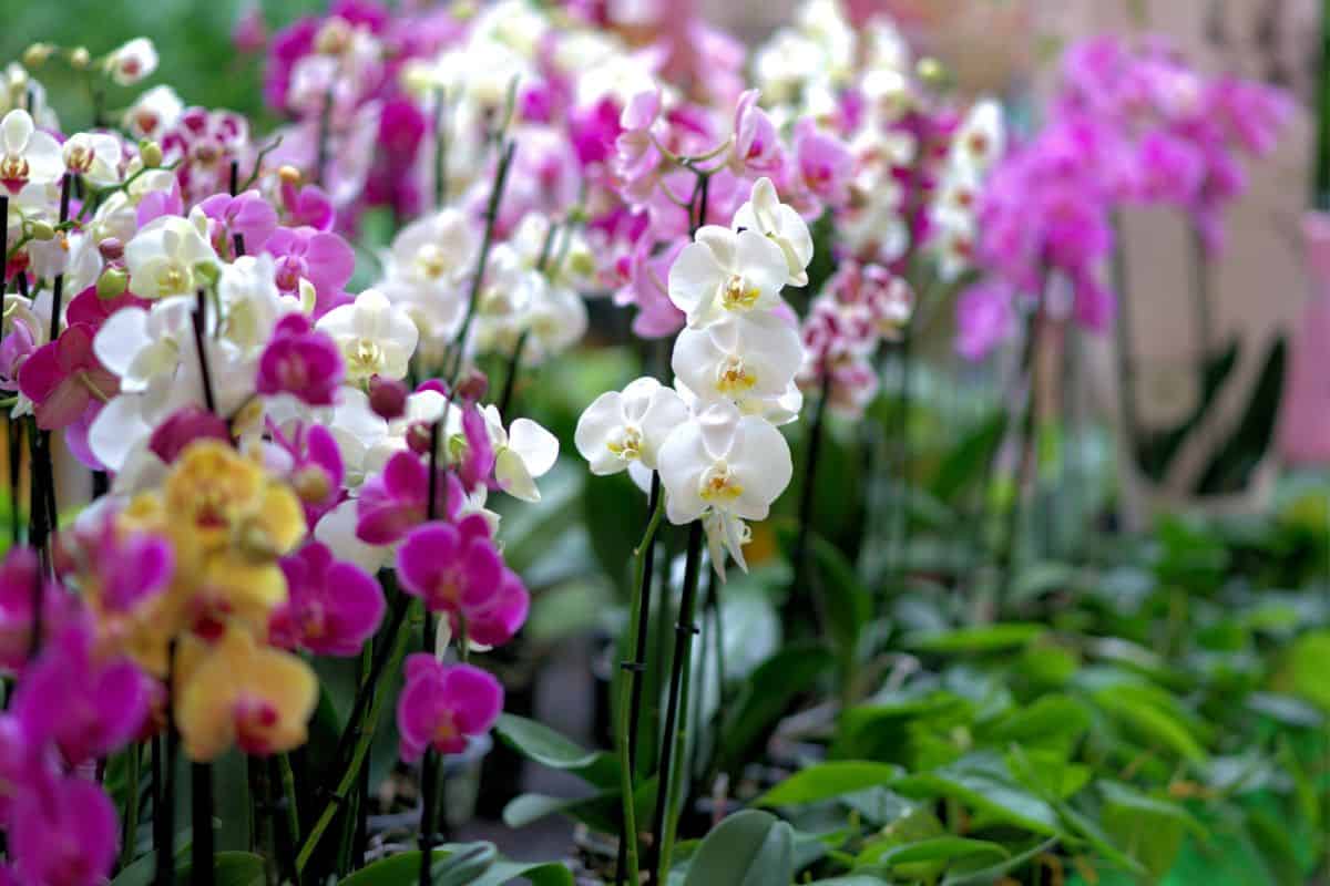 How Long Do Orchids Live? | Houseplant Alley